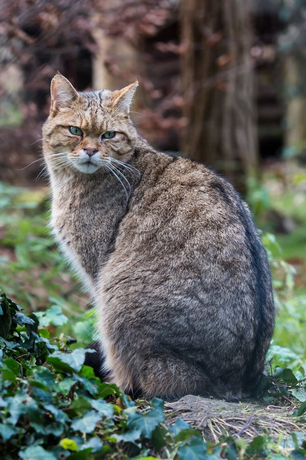 European wildcat stock photo. Image of carnivore, spotted - 49600116