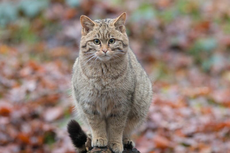 European wildcat stock photo. Image of silvestris, european - 83030998