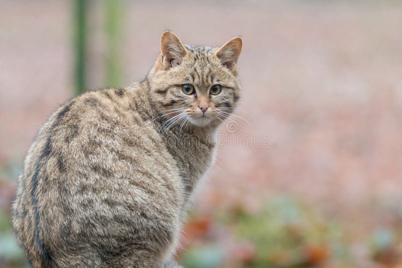European wildcat stock image. Image of nature, european - 83031035