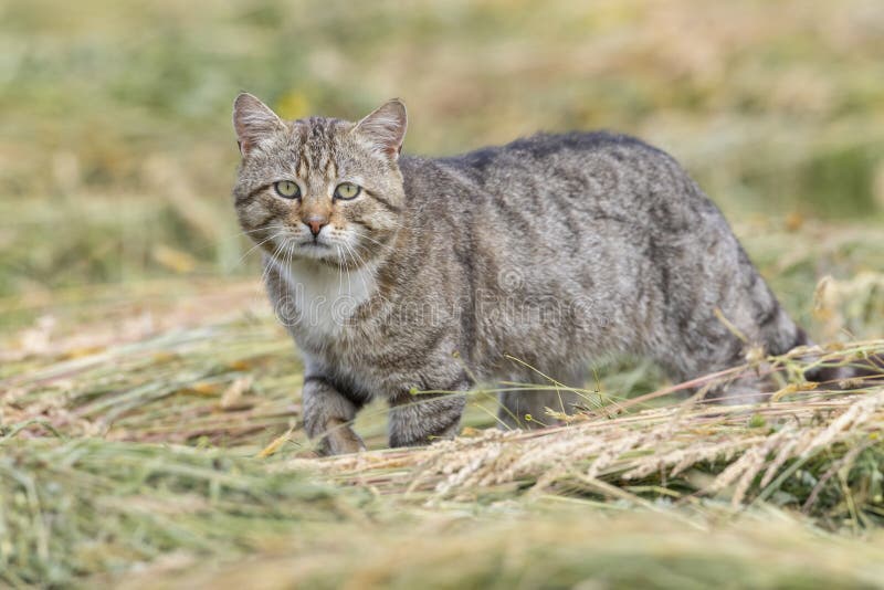 European Wildcat Walking on Grass in Haczow, Poland Stock Photo - Image ...