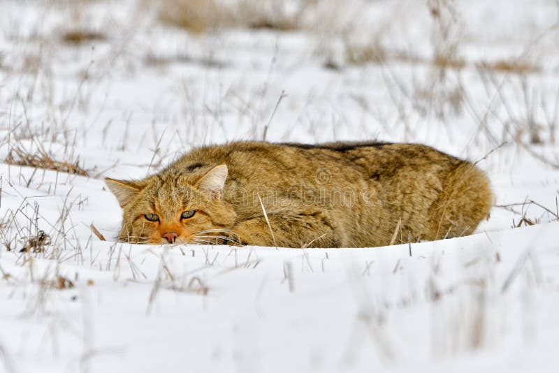 European wildcat in winter stock photo. Image of carnivore - 187078368