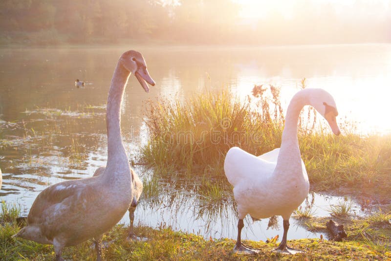 European Wildlife, Two Swan Stock Image - Image of beautiful, pond ...