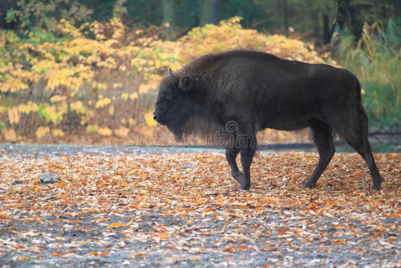 Wisent stock photo. Image of bovids, attraction, grazing - 20136906