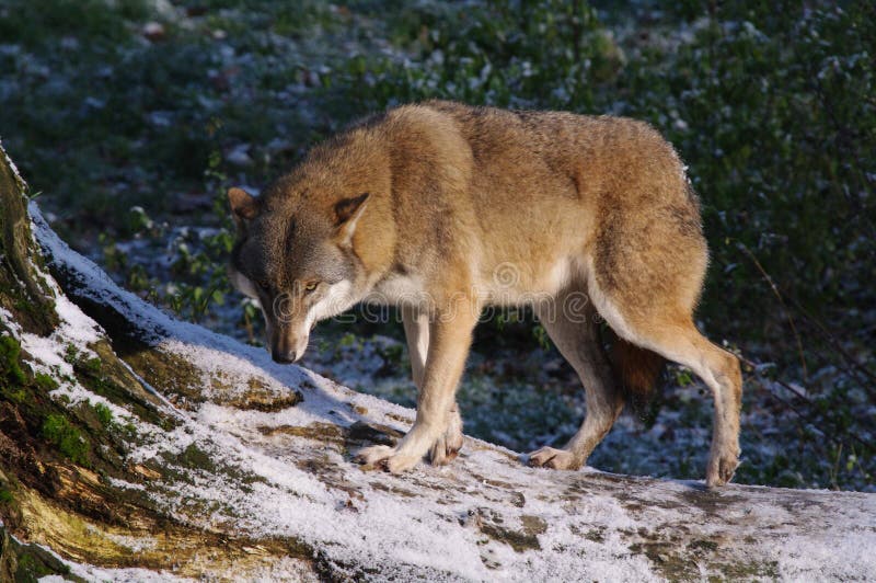 European Wolf stock photo. Image of gray, horizontal - 22662876