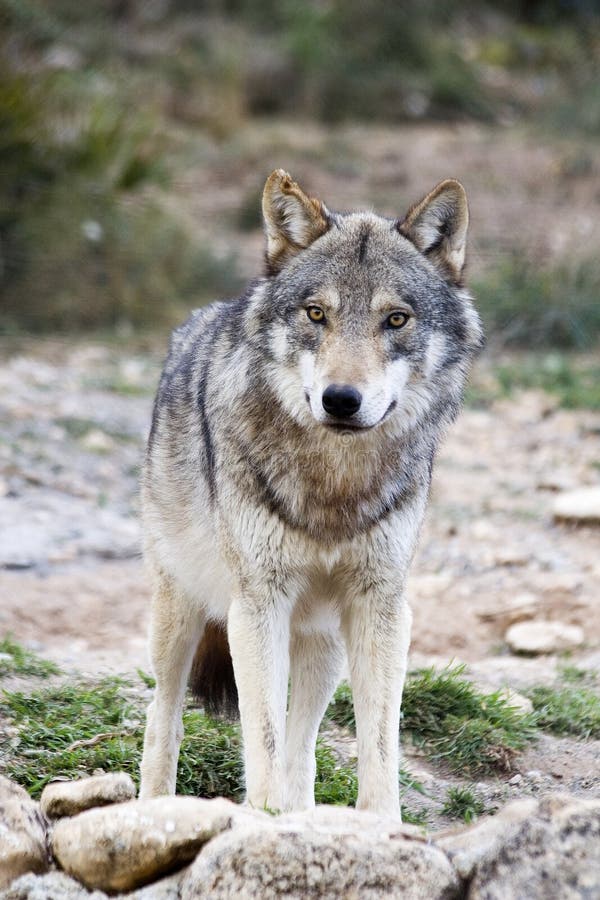 European Wolf stock image. Image of savage, wolf, danger - 2983917
