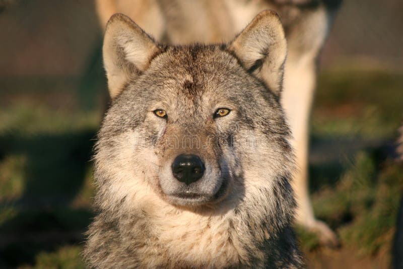 Portrait of European Wolf stock photo. Image of looking - 80916768