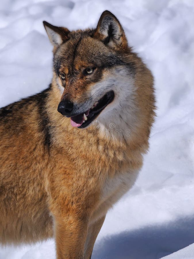 European wolves in winter stock image. Image of european - 18156209