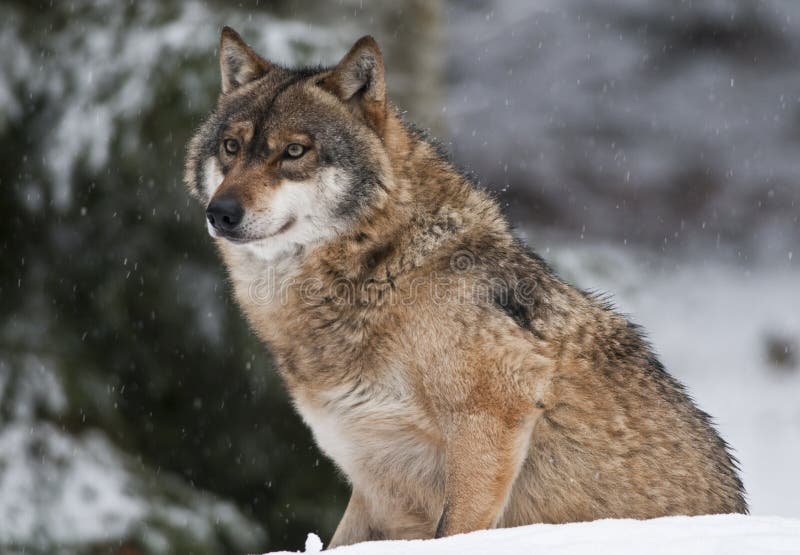 Wolves Sit Stock Photos - Free & Royalty-Free Stock Photos from Dreamstime