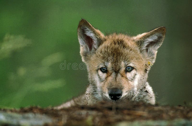European Wolf, Canis Lupus, Portrait of Pup Stock Photo - Image of ...