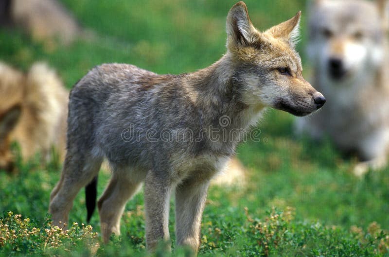 European Wolf, Canis Lupus, Pup Stock Photo - Image of outdoor, animal ...