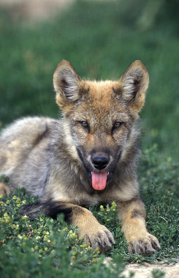 EUROPEAN WOLF Canis Lupus, PUP LAYING on GRASS Stock Image - Image of ...