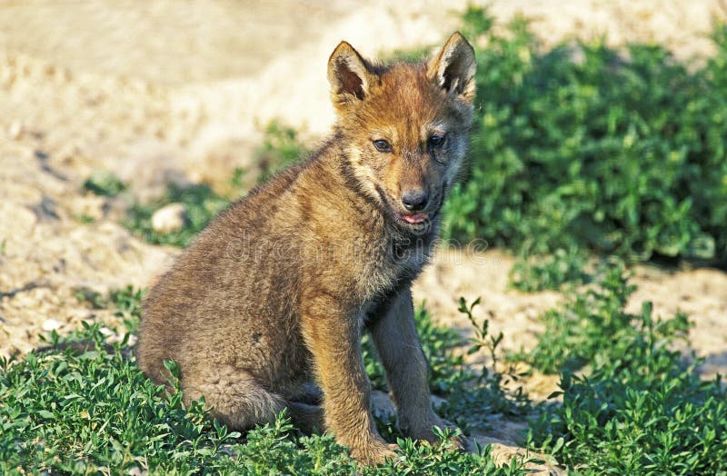 European Wolf, Canis Lupus, Pup Sitting Stock Photo - Image of sitting ...