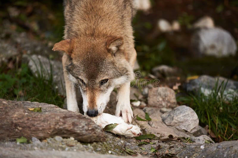 Wolves Eating Deer Stock Photos - Free & Royalty-Free Stock Photos from ...