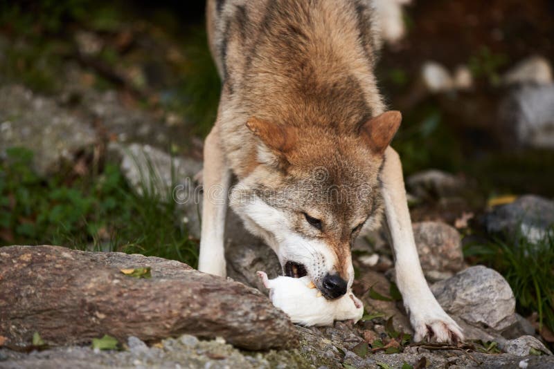 190 Eating Wolf Canis Lupus Photos - Free & Royalty-Free Stock Photos ...