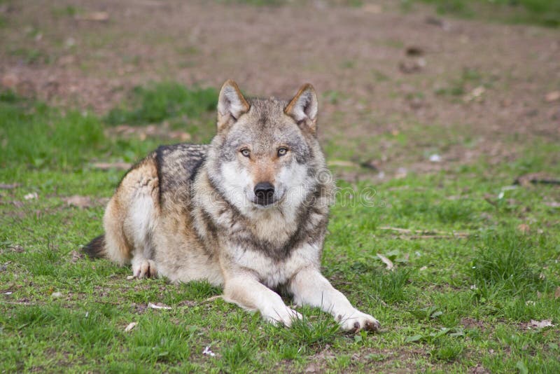 European Wolf stock photo. Image of predator, germany - 65559724