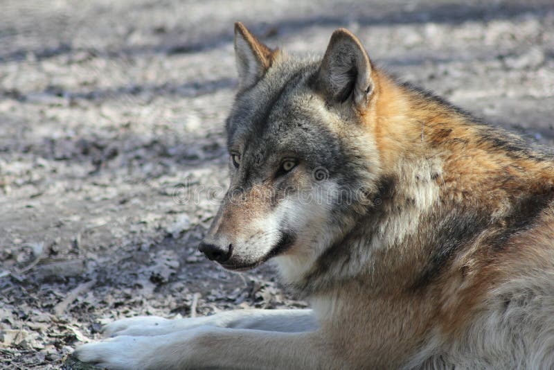 European Wolf stock image. Image of portrait, wolf, wild - 65560053