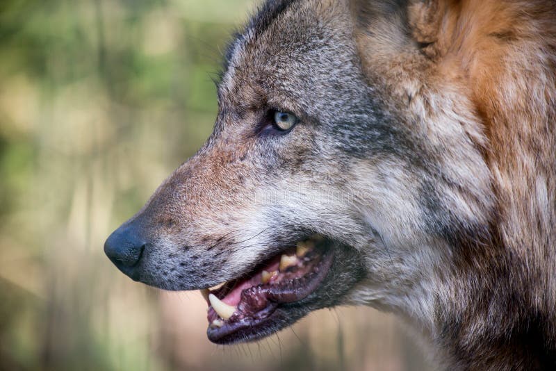 European wolf stock photo. Image of angry, fearful, glance - 52671410