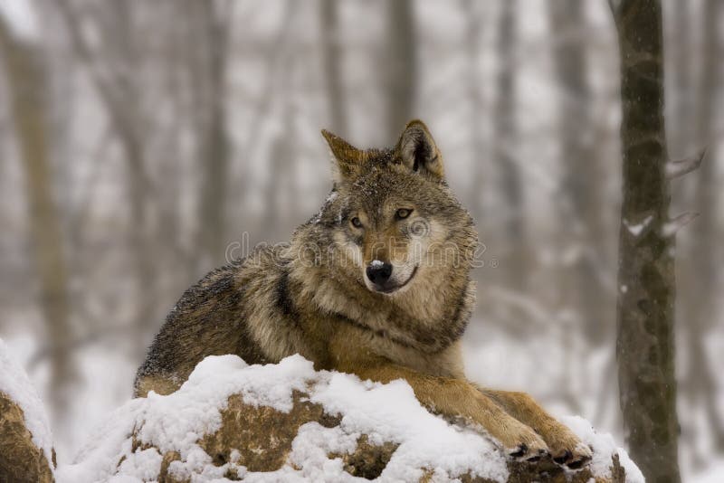 Portrait of an European Grey Wolf Stock Photo - Image of europe, face ...