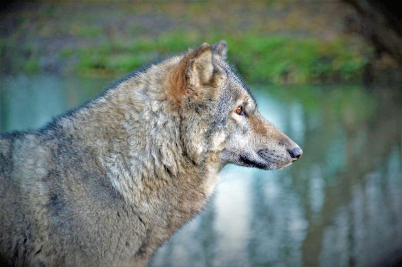 European Wolf stock image. Image of wolf, industry, electric - 89753073