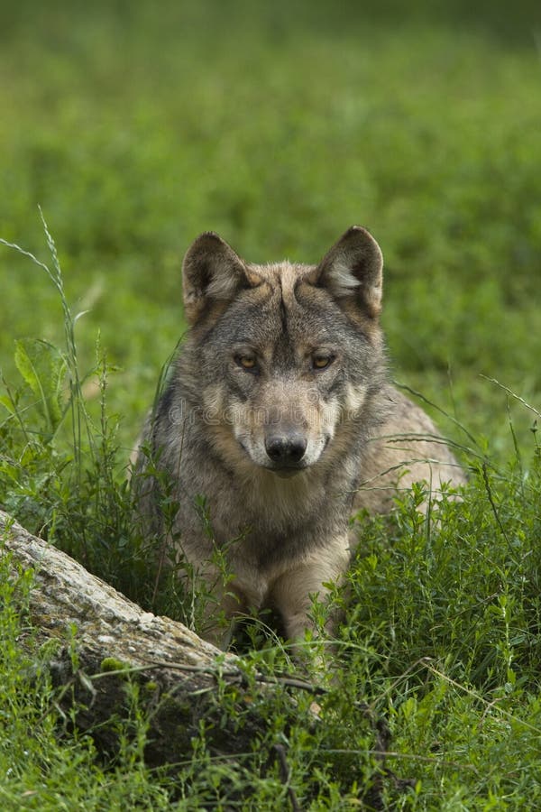 Wolf resting in snow stock photo. Image of season, outdoors - 46158214