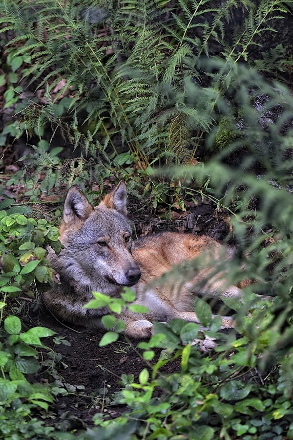 An European Wolf Resting in the Woods Stock Image - Image of danger ...