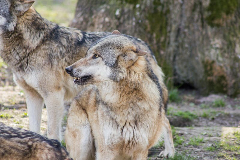 European Wolf stock image. Image of lupus, wood, germany - 65559397
