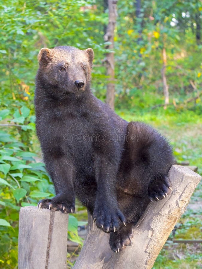 European Wolverine on a Tree Stock Image - Image of forest, europe ...