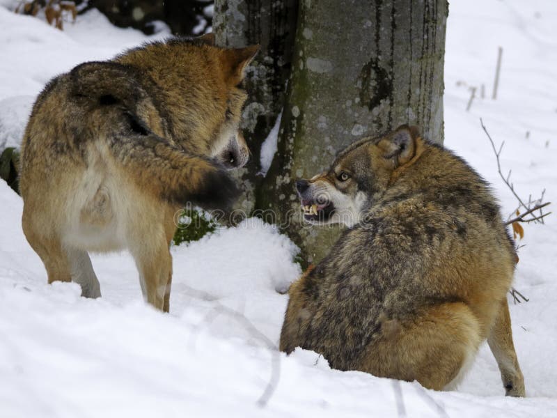 European wolves in winter stock image. Image of european - 18156209