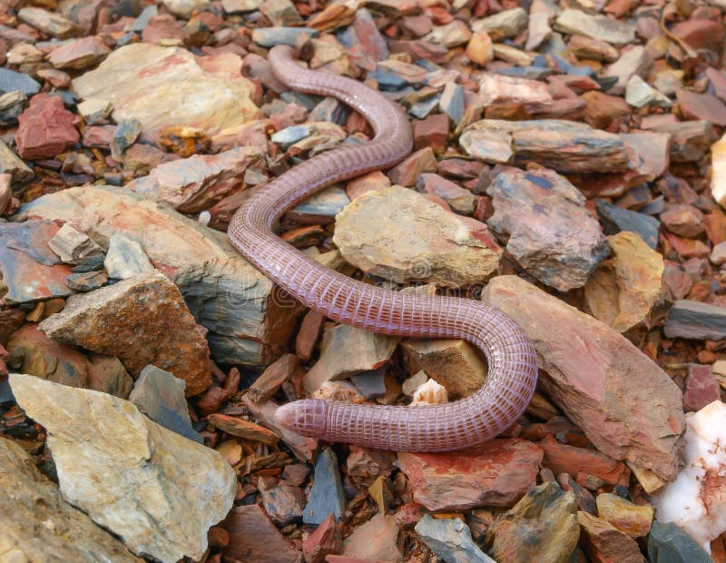 Blanus Cinereus Stock Photos - Free & Royalty-Free Stock Photos from ...