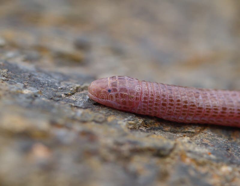 European Worm Lizard, Blanus Cinereus in Greece Stock Photo - Image of ...