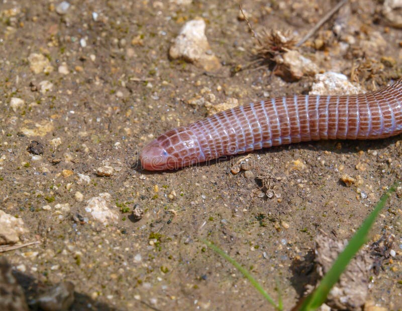 European Worm Lizard, Blanus Cinereus in Greece Stock Photo - Image of ...