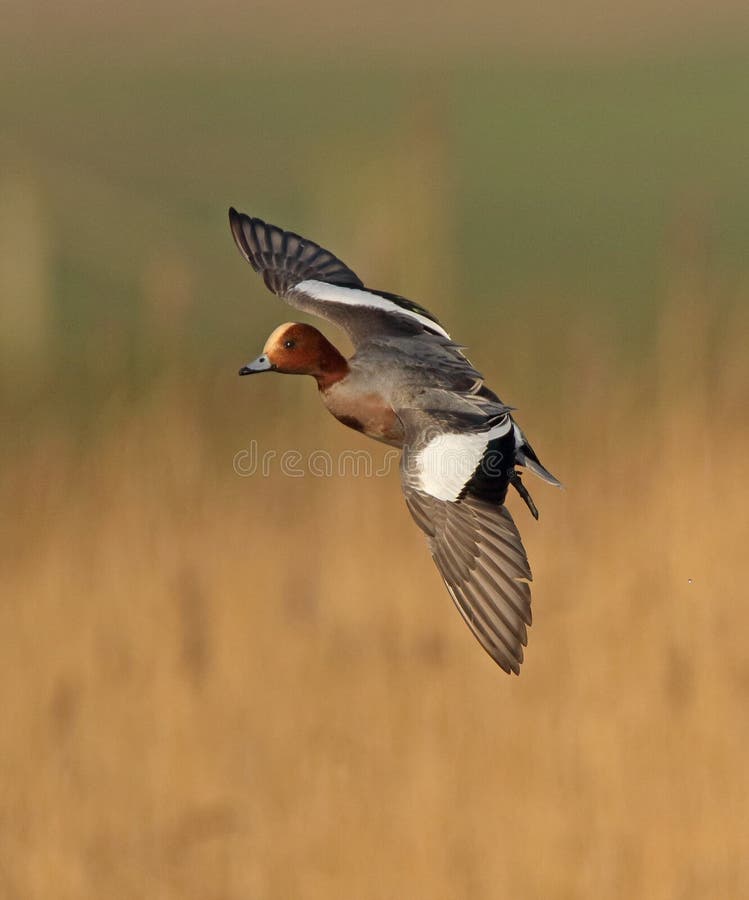 Europees-Aziatische Smient, Smient, Eend, Anas Penelope Stock Foto ...