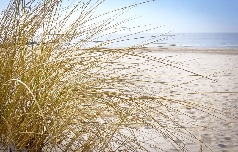 Europees duingras stock foto. Image of wolk, duin, achtergronden - 52650938