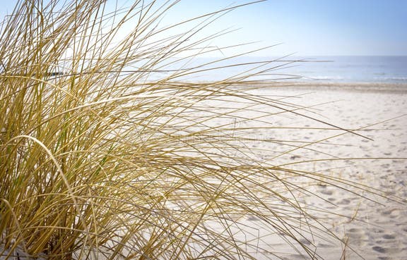 Europees duingras stock foto. Image of wolk, duin, achtergronden - 52650938