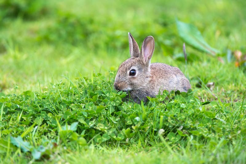 Europees Konijn (cuniculus Oryctolagus) Stock Foto - Image of lente ...