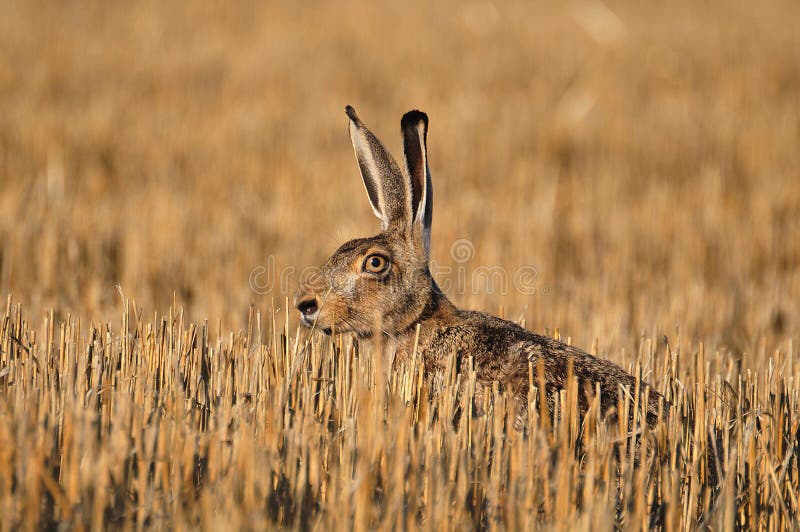 Europees wild konijn stock foto. Afbeelding bestaande uit leuk - 26829672