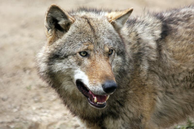 Europeisk grå wolf fotografering för bildbyråer. Bild av vild - 14474033