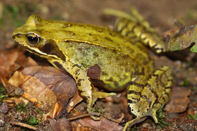 Europeisk skoggroda arkivfoto. Bild av makro, grön, regn - 59332866