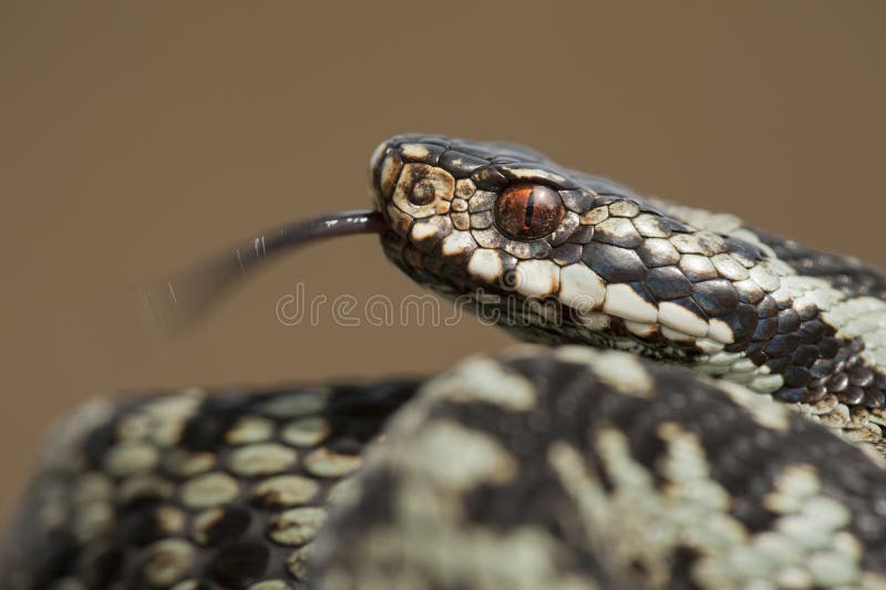 Europeisk huggorm fotografering för bildbyråer. Bild av angus - 25137883