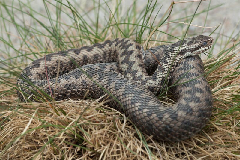 Europeisk Huggorm & X28; Viperaberus& X29; Arkivfoto - Bild av djurliv ...
