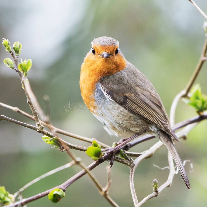 Europeisk Rödhake, Erithacusrubecula, Rödhake, Fåglar Fotografering för ...