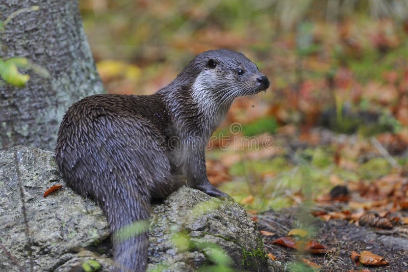 Iller I Grävlingsfärgad Päls Fotografering för Bildbyråer - Bild av vuxen, grön: 45295223