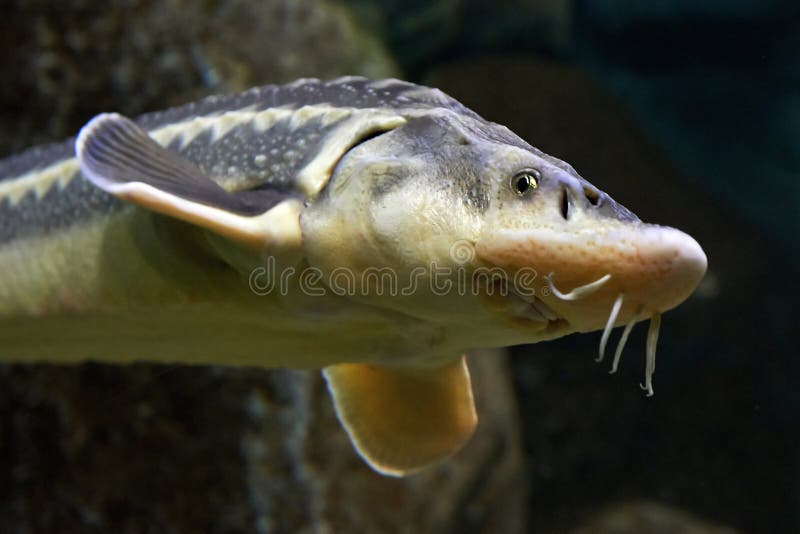 Jesiotr europejski zdjęcie stock. Obraz złożonej z ryba - 30159552