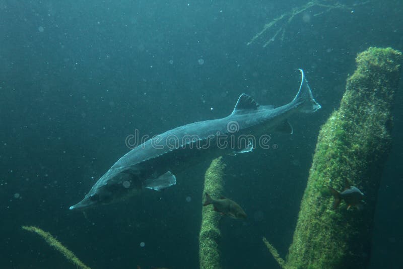 Europejski denny jesiotr zdjęcie stock. Obraz złożonej z baltic - 30159552