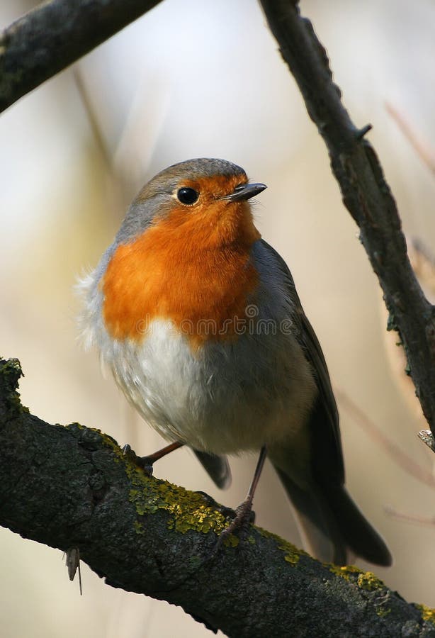 Europejski Rudzika Erithacus Rubecula Zdjęcie Stock - Obraz złożonej z ...