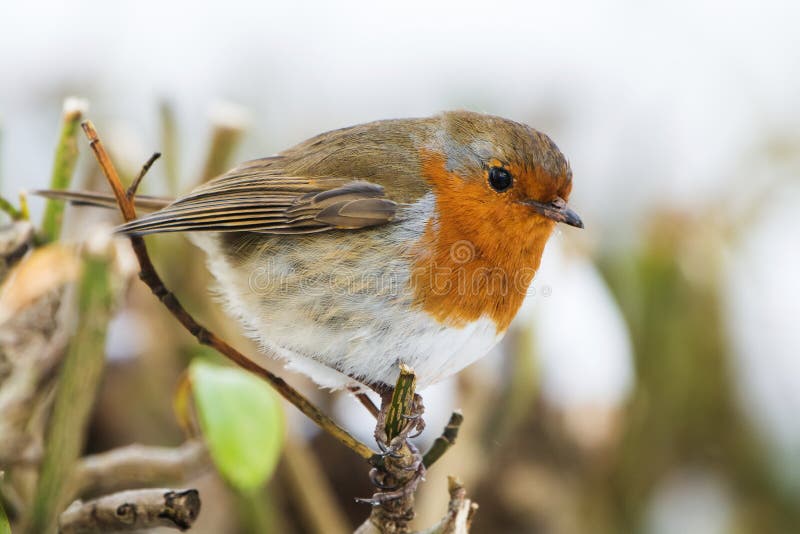 Europejski Rudzik, Erithacus Rubecula, Rudzik, Ptaki Obraz Stock ...