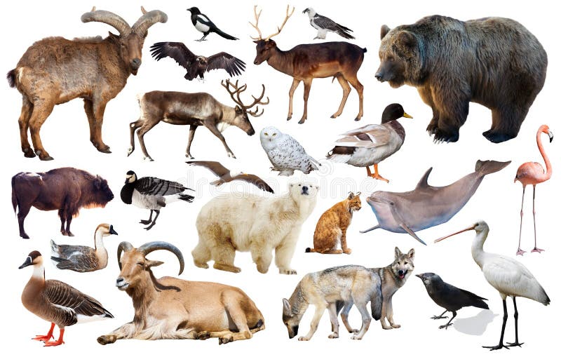 Animales europeos aislados imagen de archivo. Imagen de garceta - 82778029