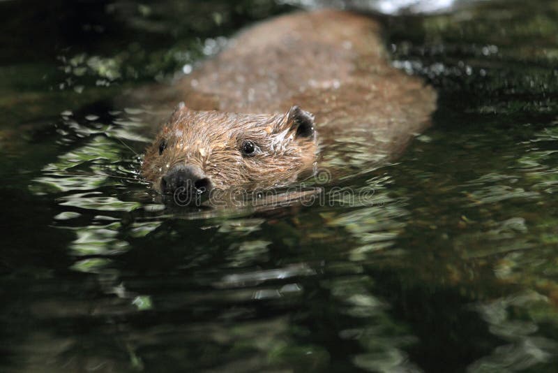 Europese bever stock afbeelding. Image of oppervlakte - 28160463