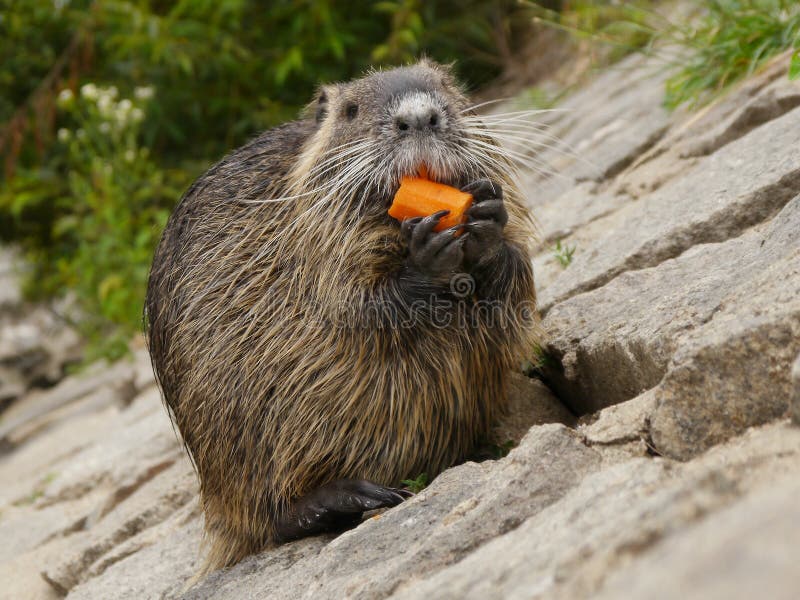 Europese Bever, Bevervezel Die, Wild Dier In Duidelijk Water In ...
