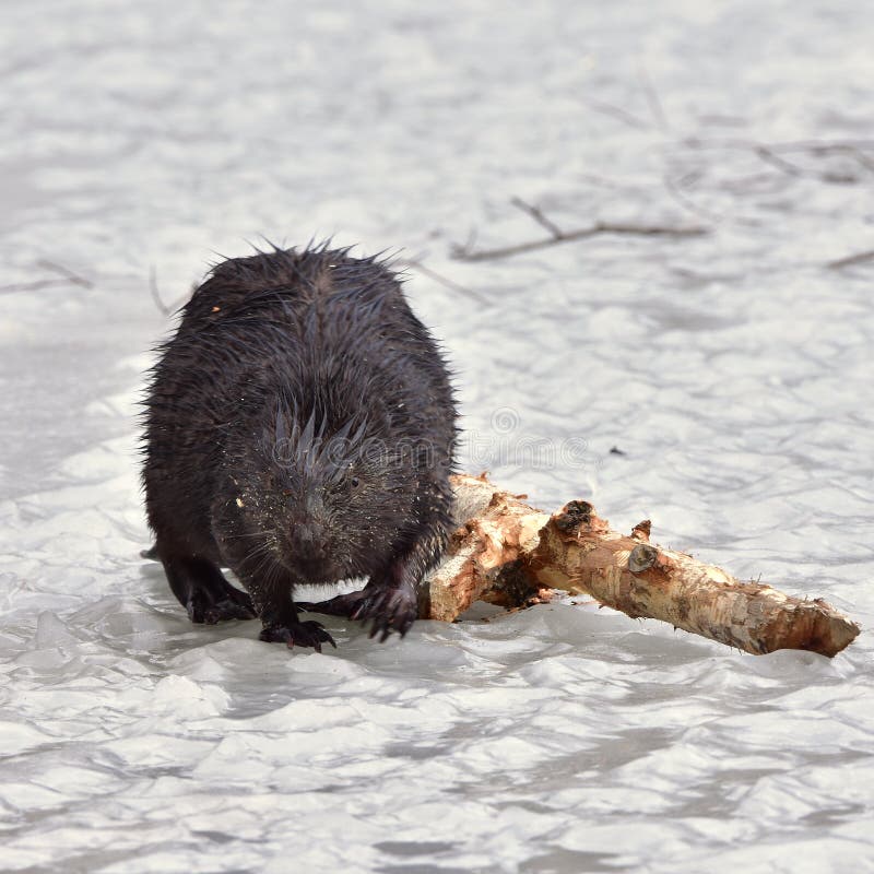 Europese bever-kopzwemmen stock afbeelding. Image of bevers - 157617051